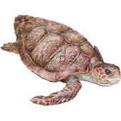 Loggerhead sea turtle clipart graphics free clip art - WikiClipArt